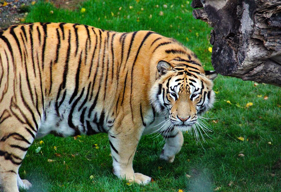 Klášter Plasy - Santiniho umění stavět na vodě.